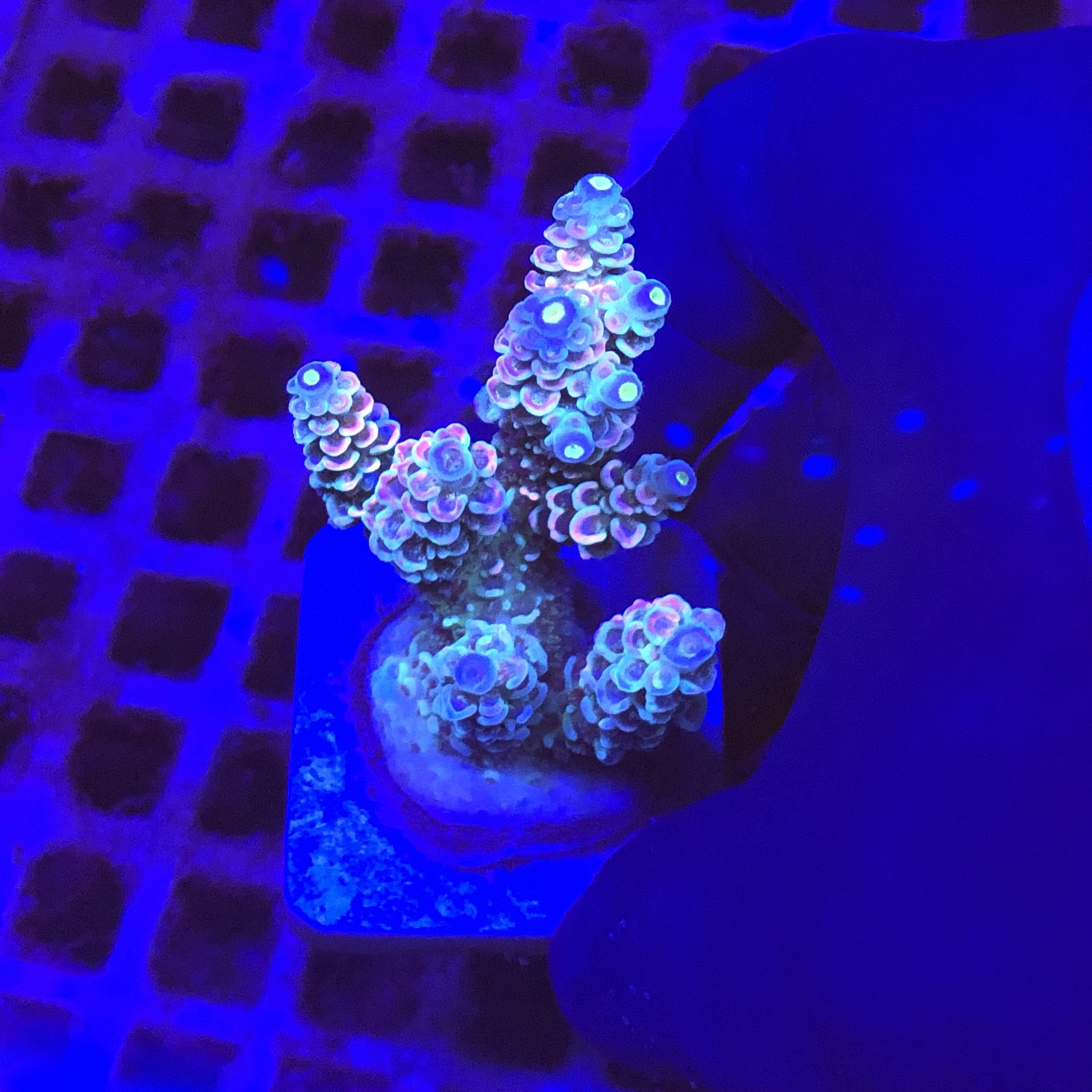 MI1132 Millepora Orange Yellow Tips - Ocyan