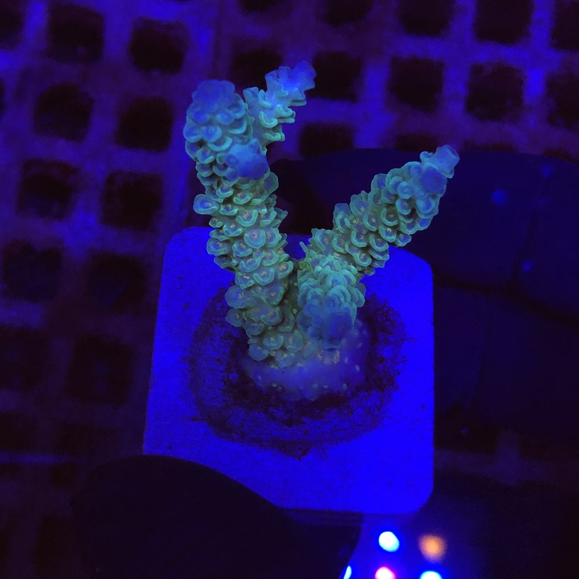 1.1.34 Nana Purple Neon Polyps - Ocyan