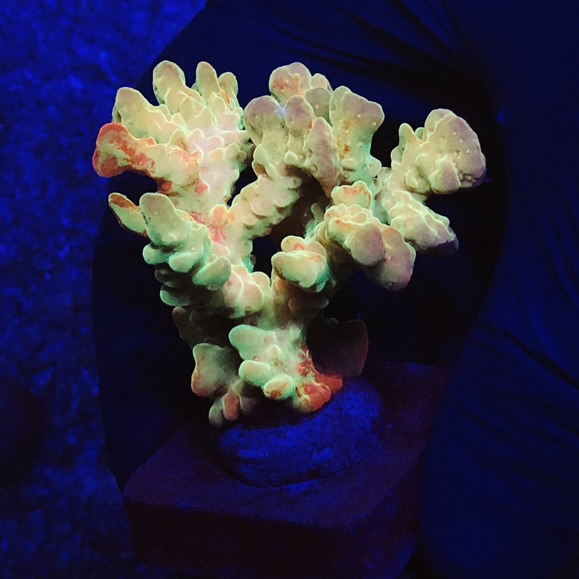 MO1221G Montipora Setosa Grafted G - Ocyan