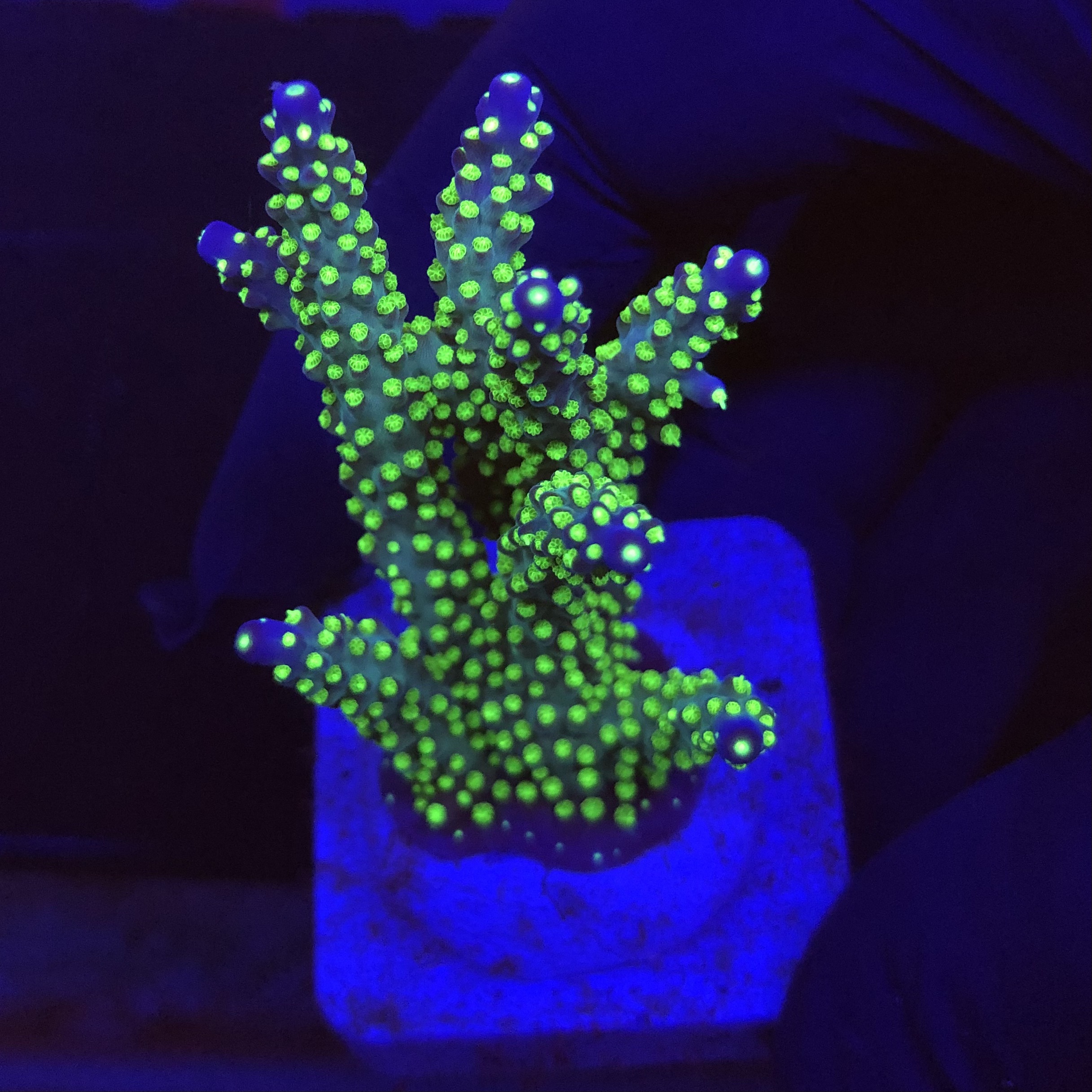 AC1134G Nana Purple Neon Polyps G - Ocyan