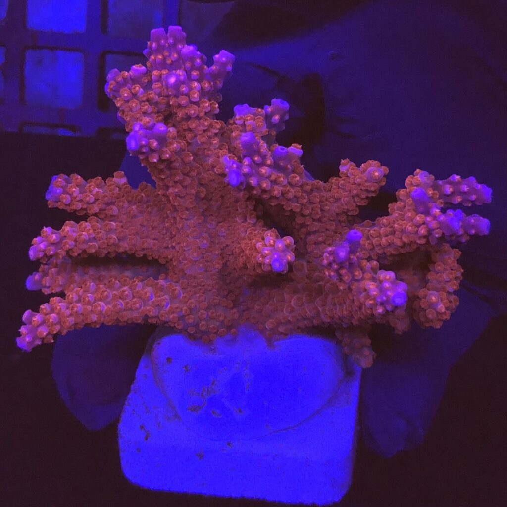 AC1140EG Pink Panther Mini Col - Ocyan