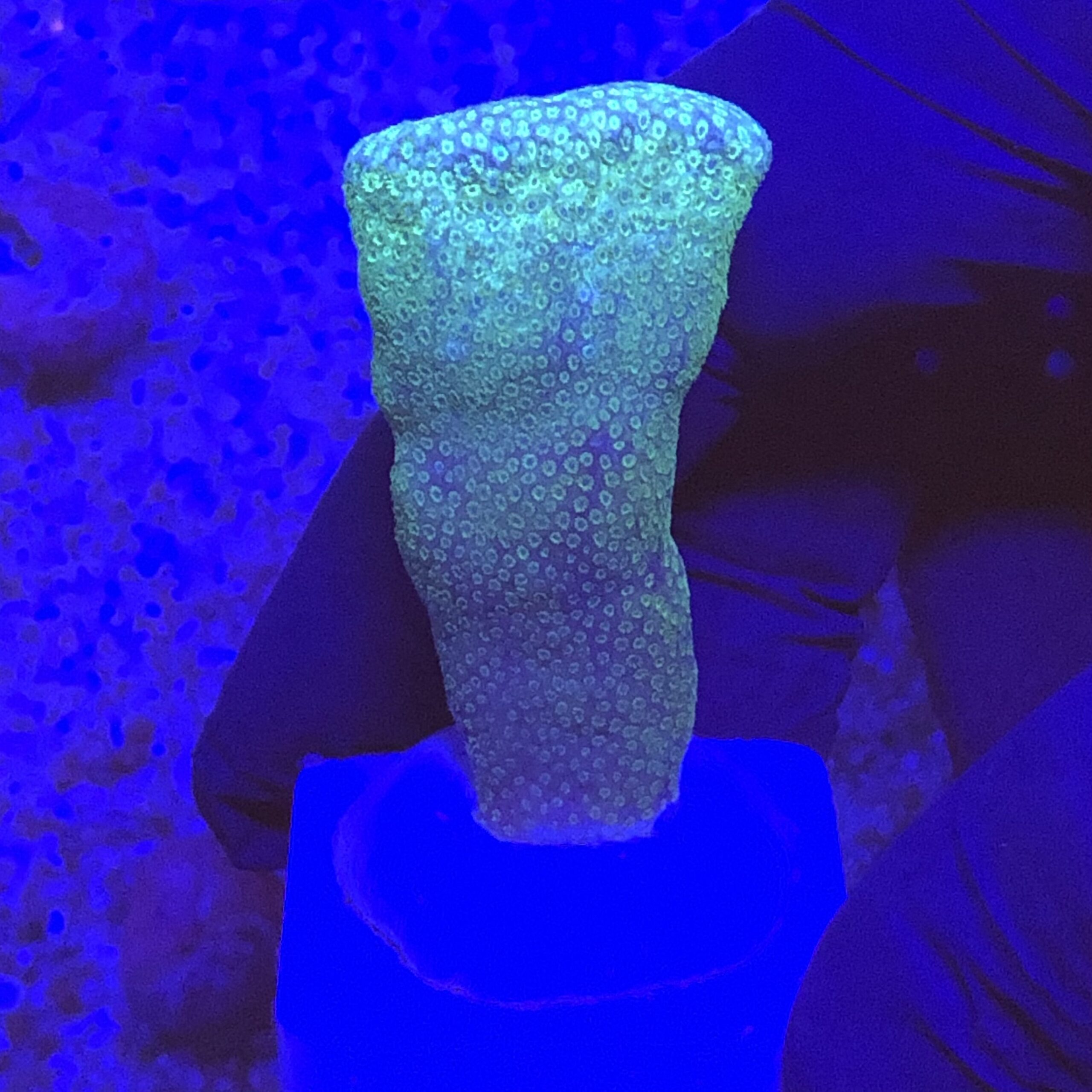 PR141M Porites Yellow M - Ocyan