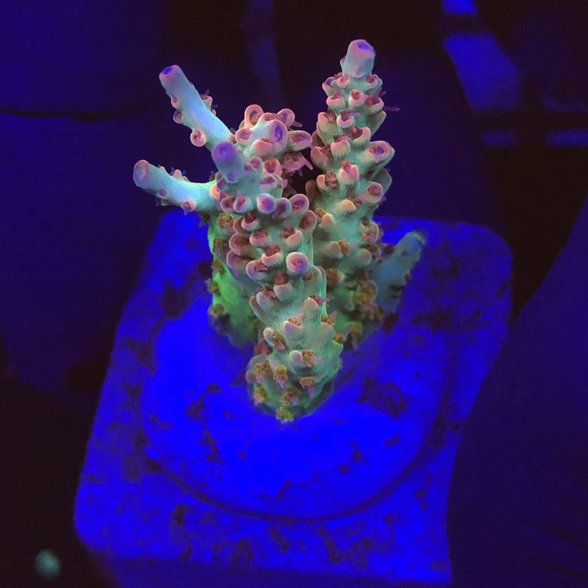 Ocyan - Criação e venda de Corais Marinhos