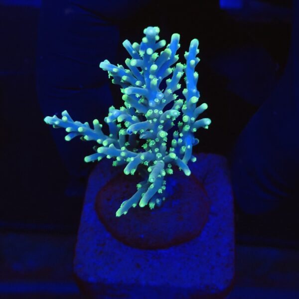 1.1.39 Caroliniana Purple Neon Polyps - Ocyan