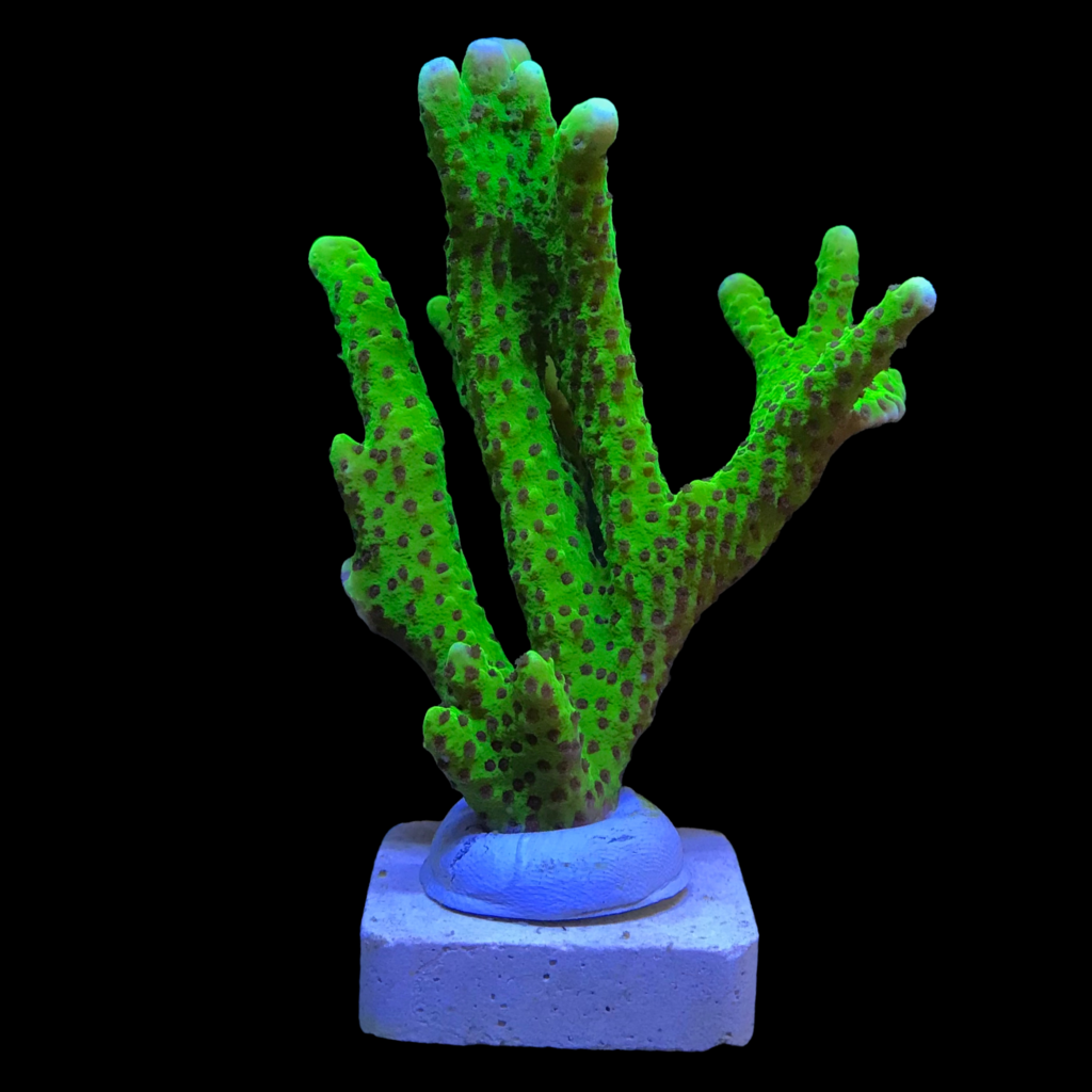 AC1153M Slime Ball Anacropora M - Ocyan