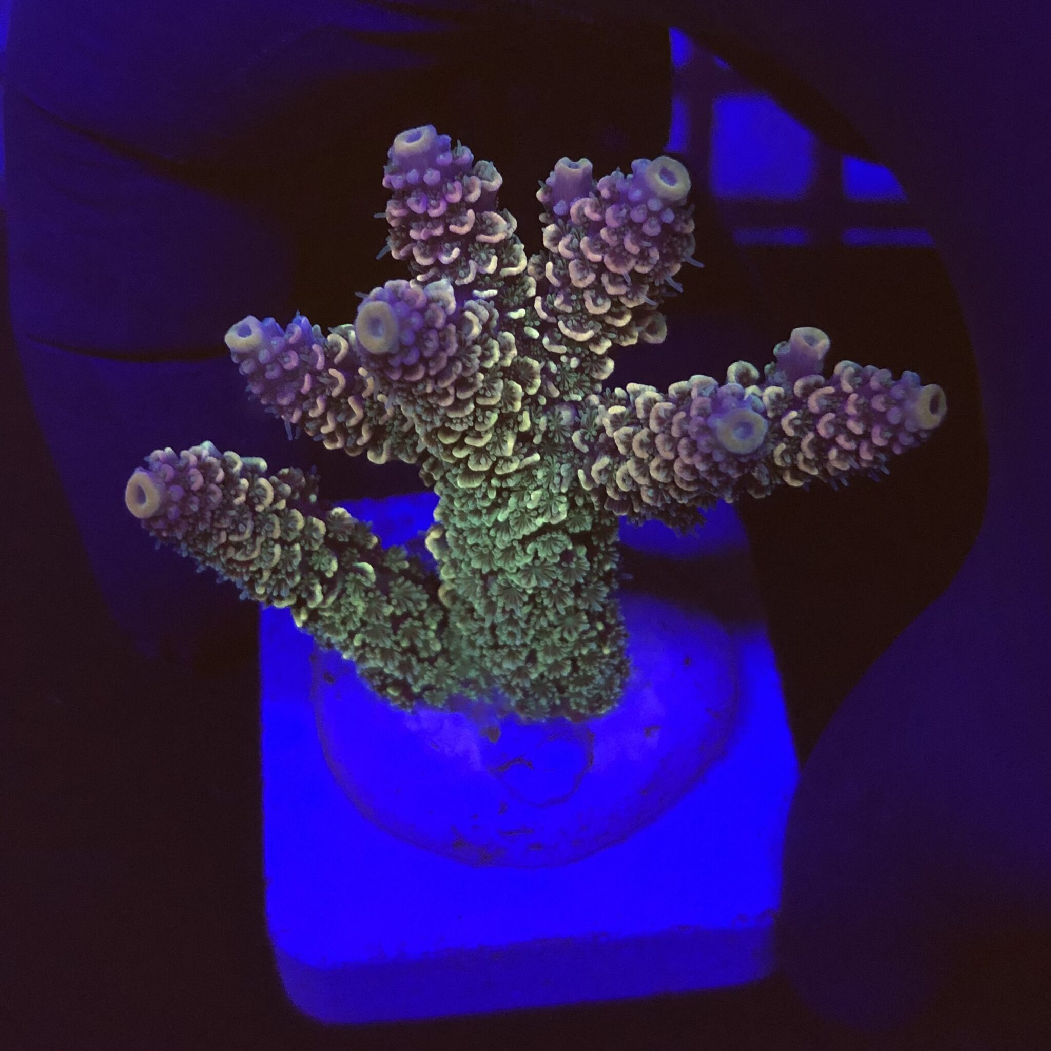 1.1.34 Nana Purple Neon Polyps - Ocyan