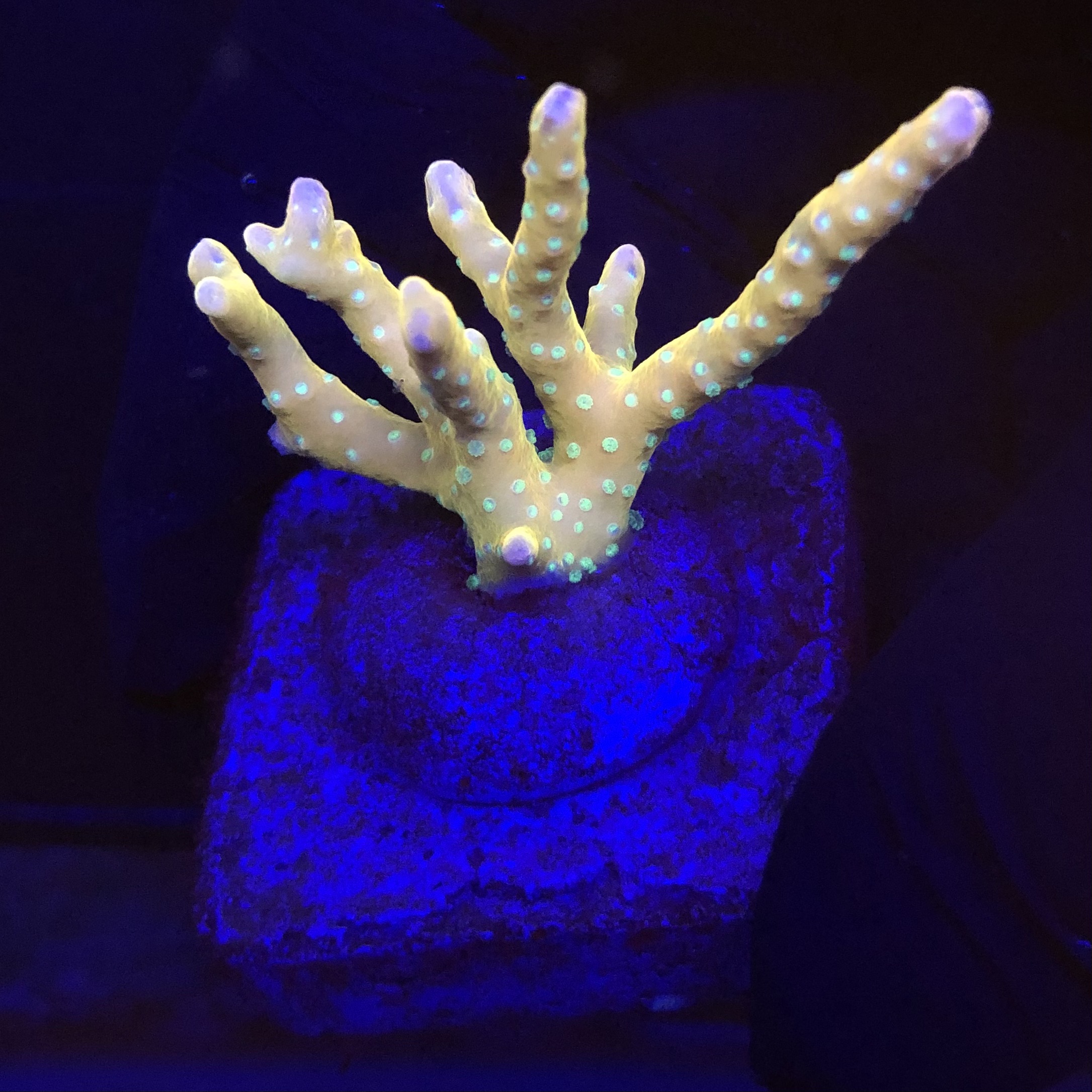 AC11113M Tropicana Anacropora M - Ocyan