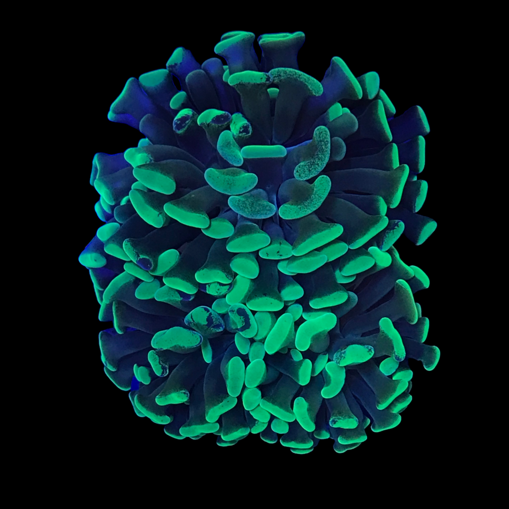 L219-3 Hammer Green 3 bocas - Ocyan