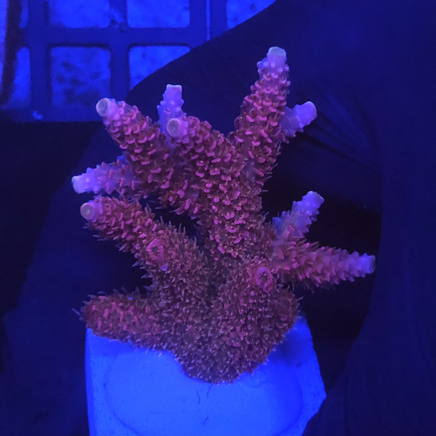 MO127M Montipora Digitada Laranja M - Ocyan