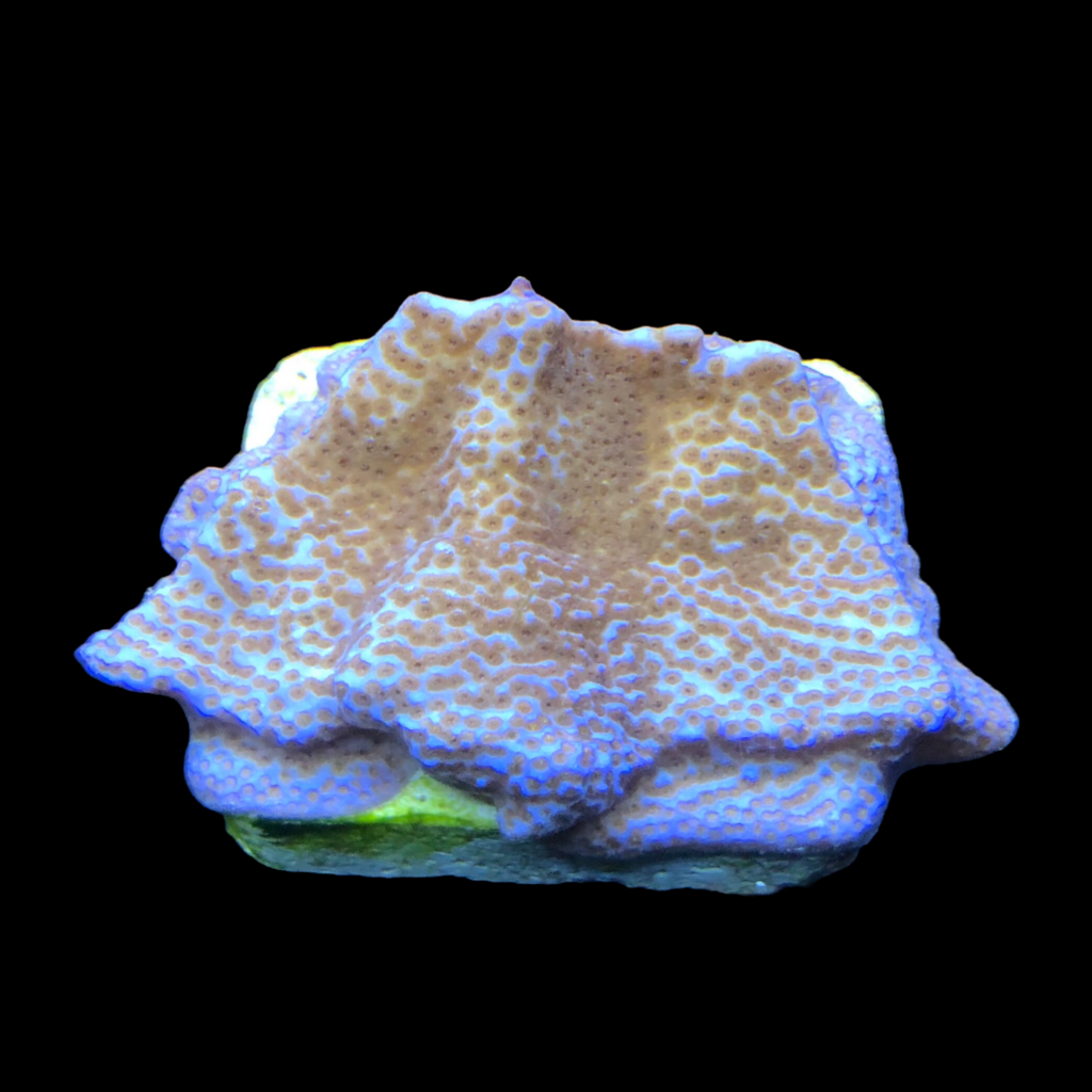 MO1213M Montipora Superman Danae M - Ocyan