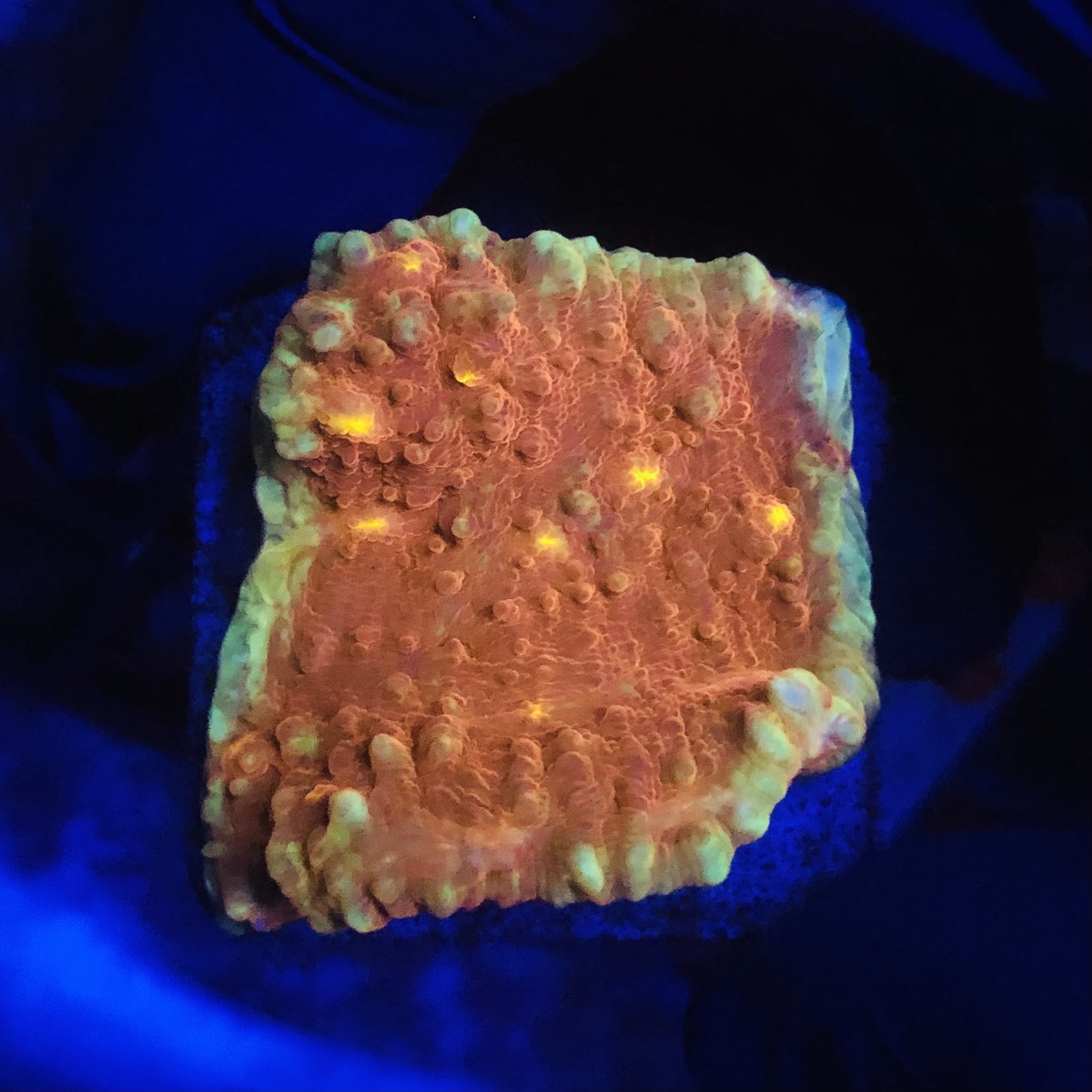 L234M Chalice Golden Eye M - Ocyan