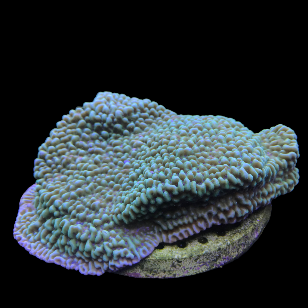 MO1215C Montipora Undata Green Purple Polyps Colônia - Ocyan