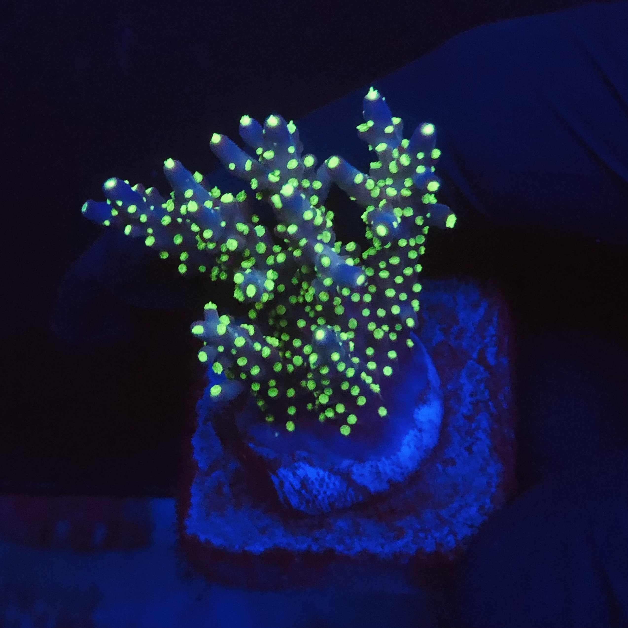 AC1134M Nana Purple Neon Polyps M - Ocyan