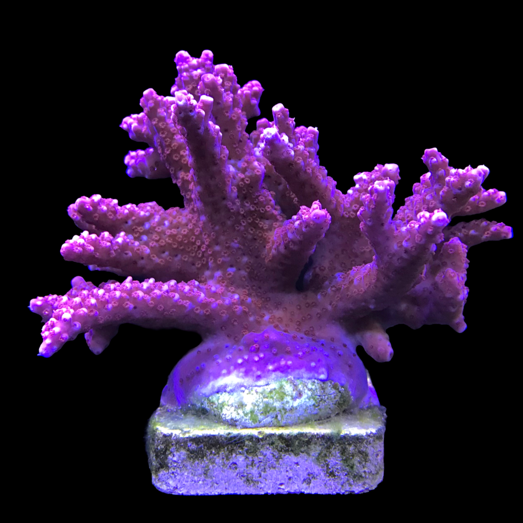 AC1140EG Pink Panther Mini Col - Ocyan