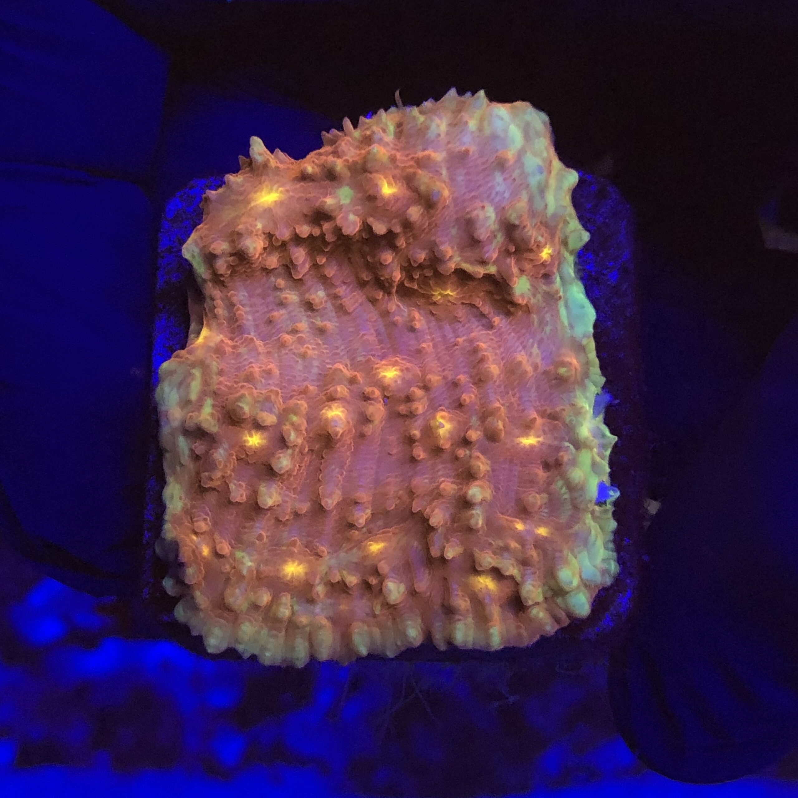 L234M Chalice Golden Eye M - Ocyan