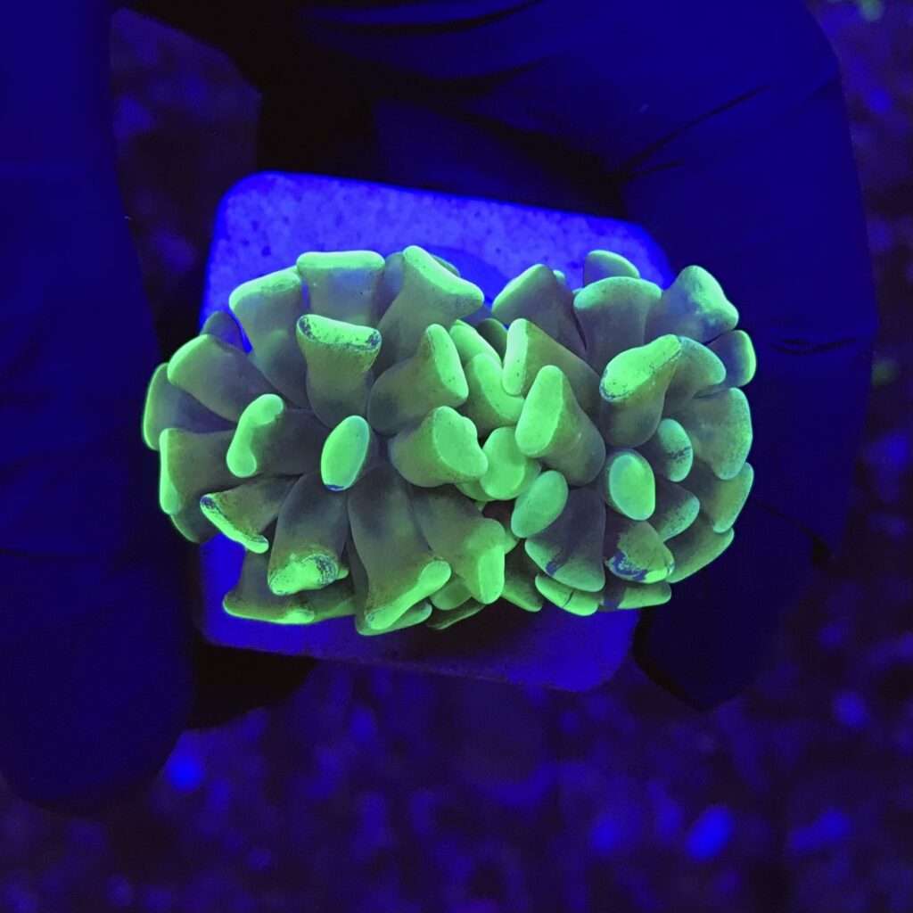 L219-2 Hammer Green 2 bocas - Ocyan