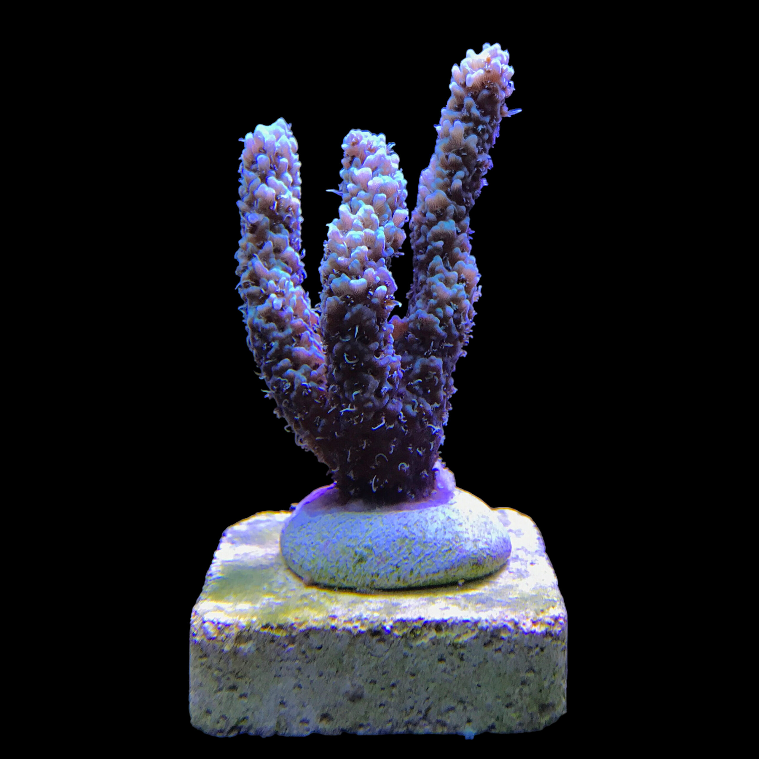 MI1129M Millepora Blue M - Ocyan