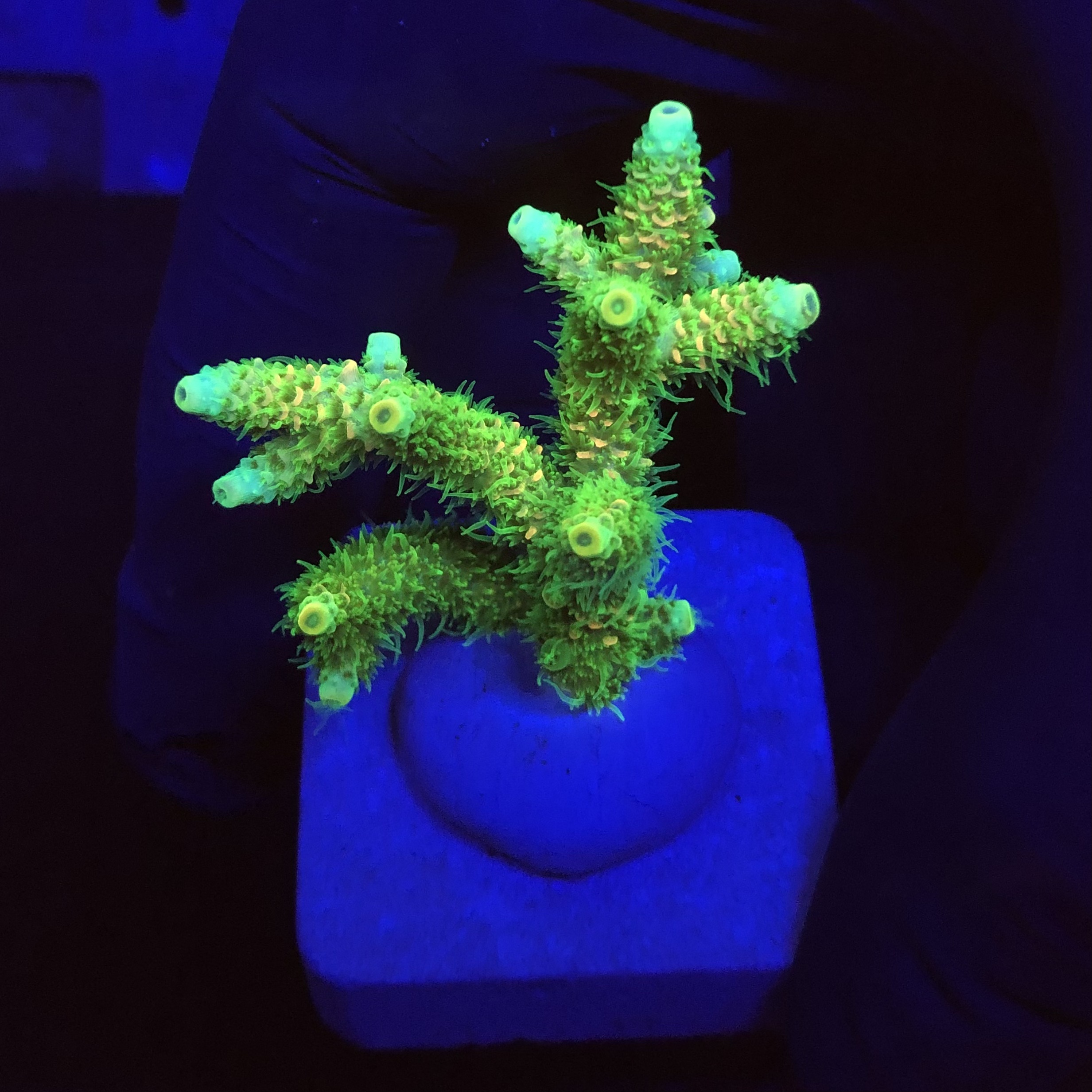 MI1131M Millepora Eletric Green M - Ocyan