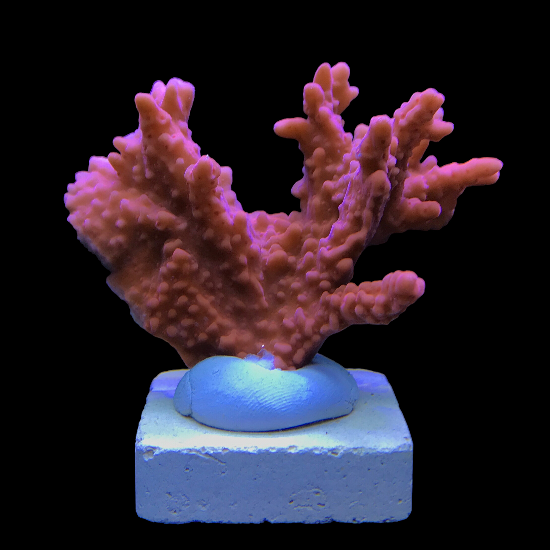 MO1212G Montipora Setosa G - Ocyan