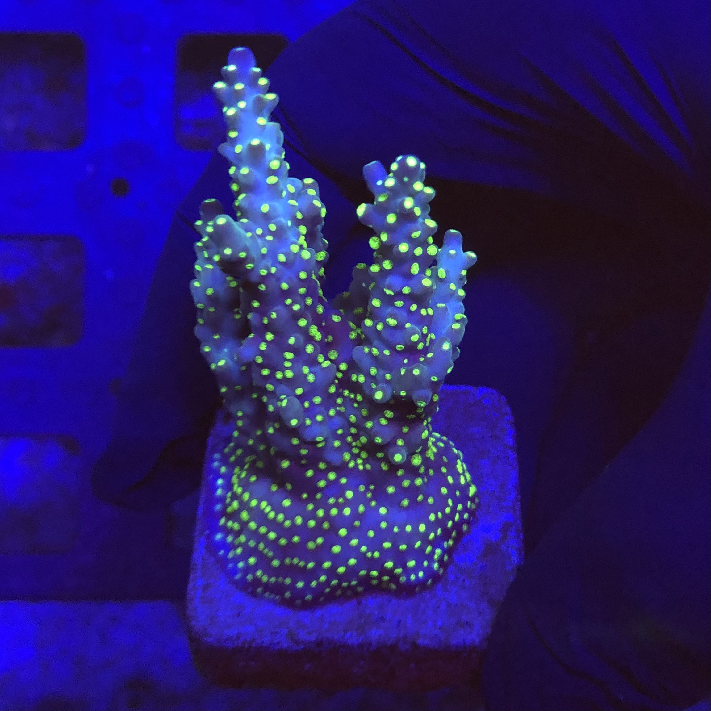 AC1134M Nana Purple Neon Polyps M - Ocyan