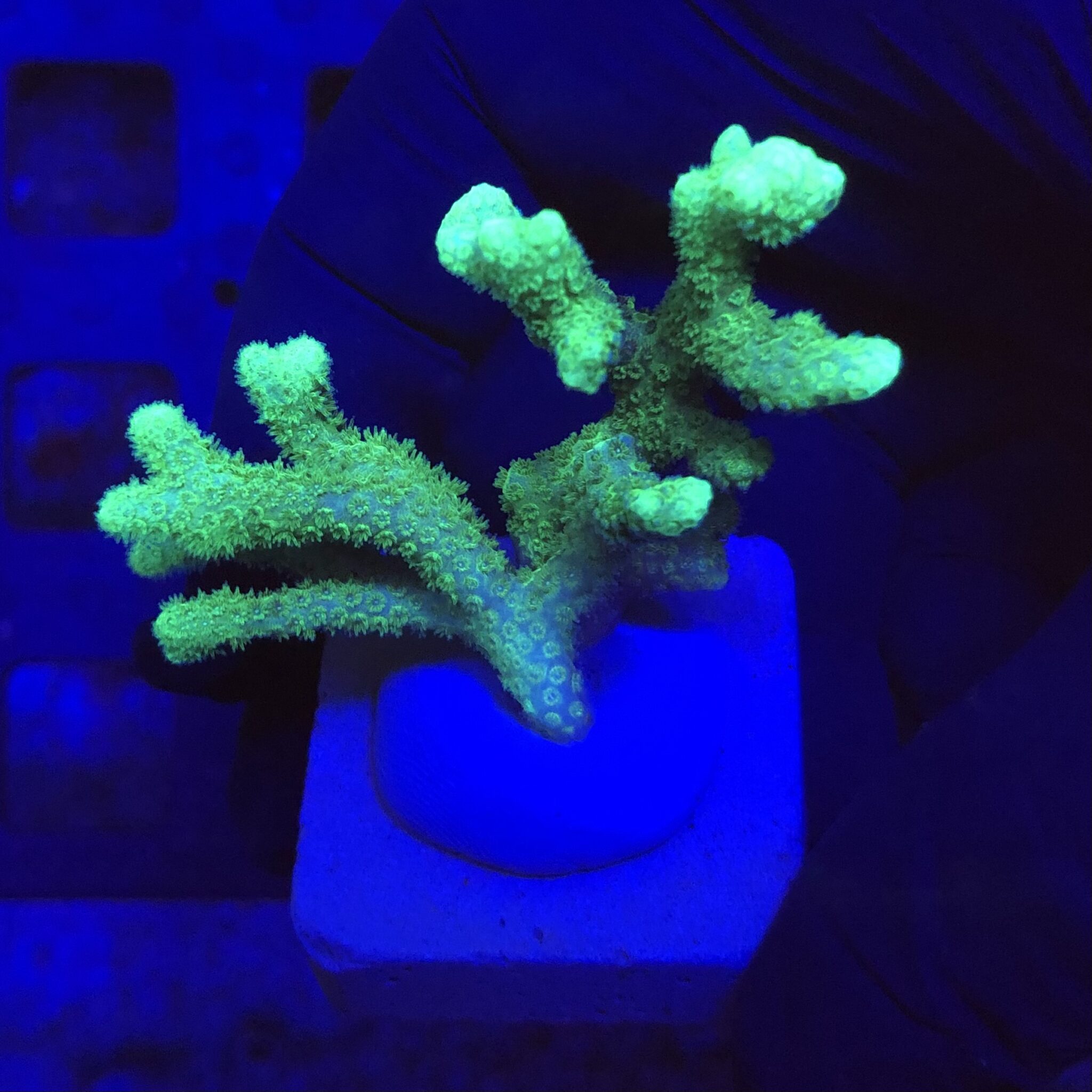 MI11109G Millepora Tricolor G - Ocyan
