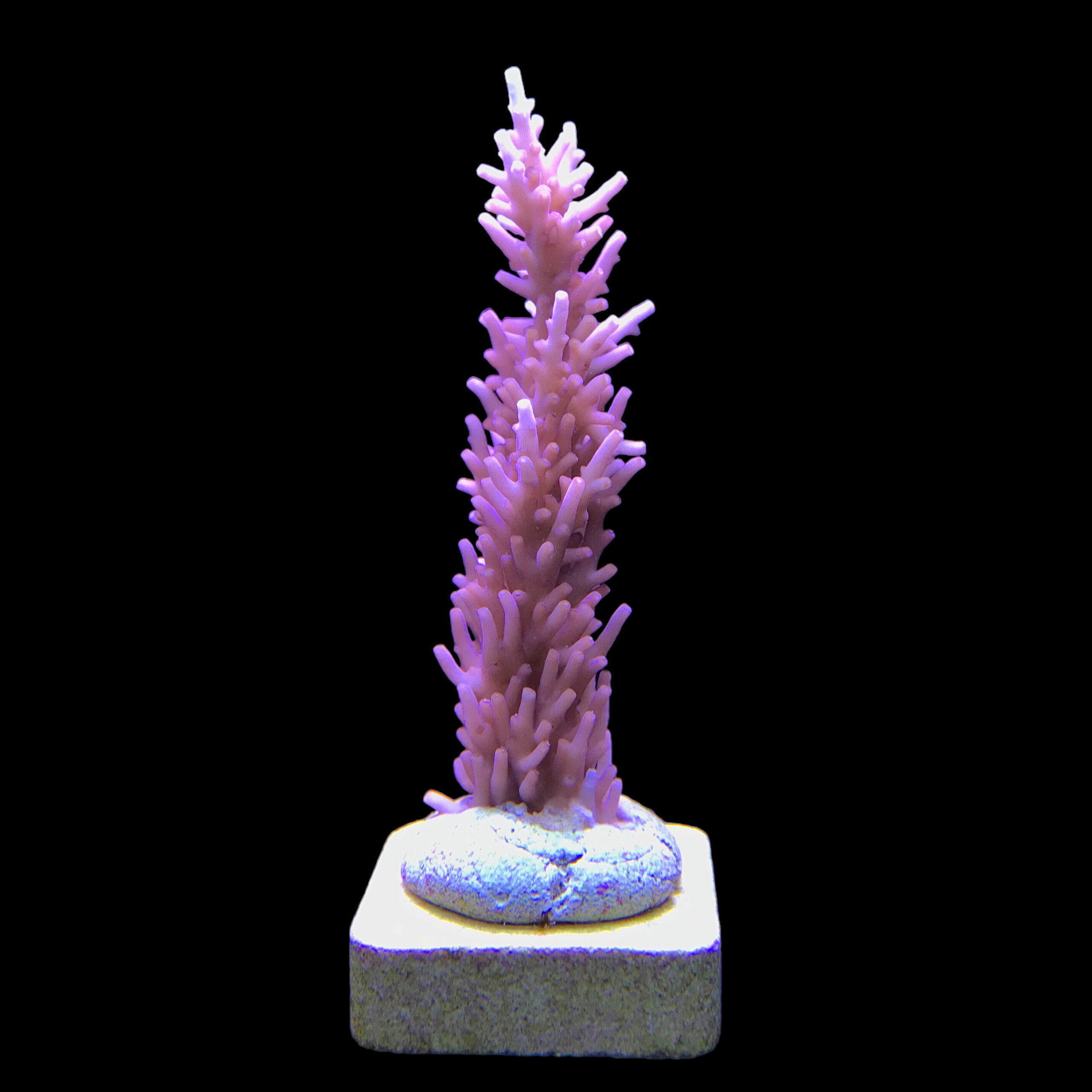 AC1145G Red Dragon Pink G - Ocyan