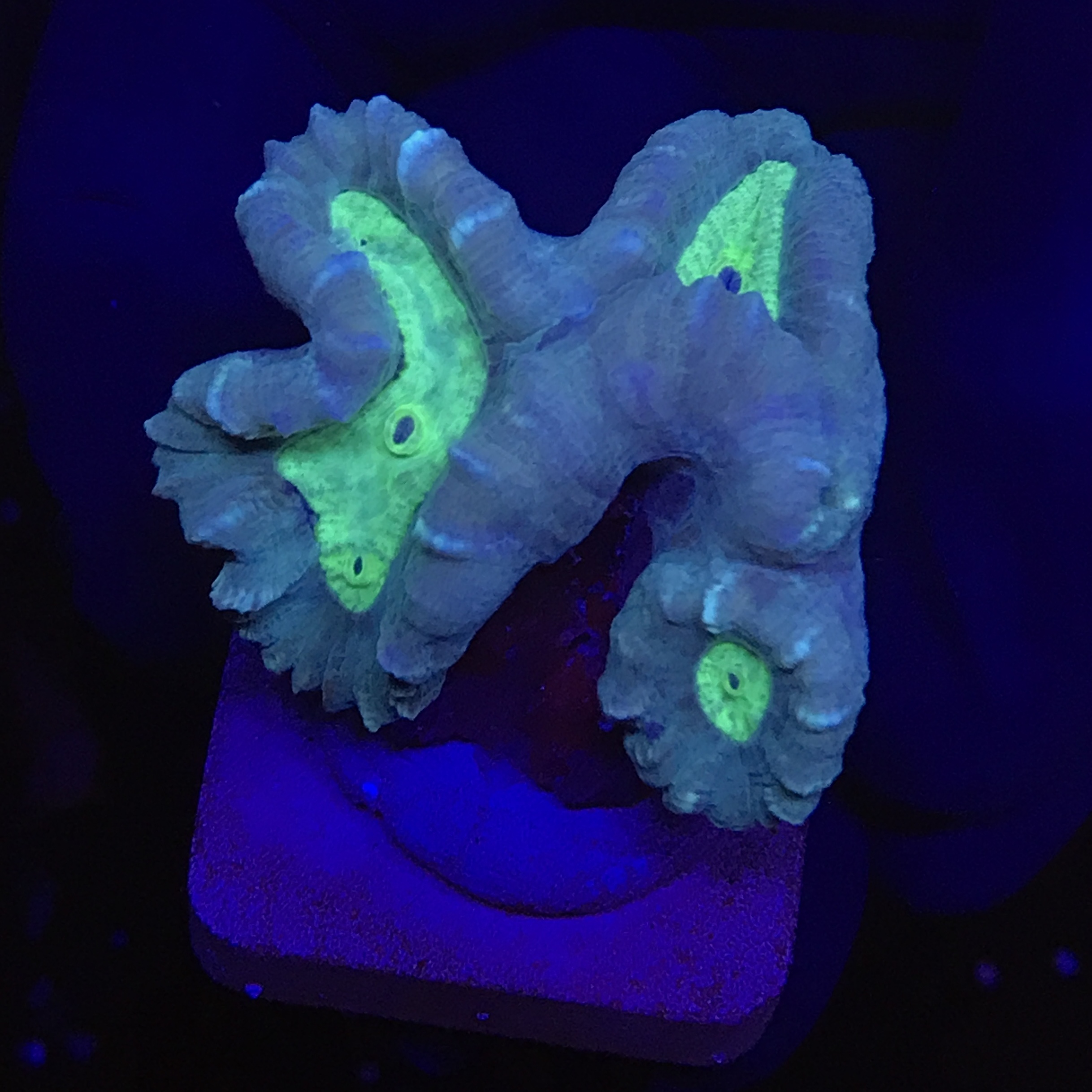 L226-3 Trumpet Bicolor 3 bocas - Ocyan