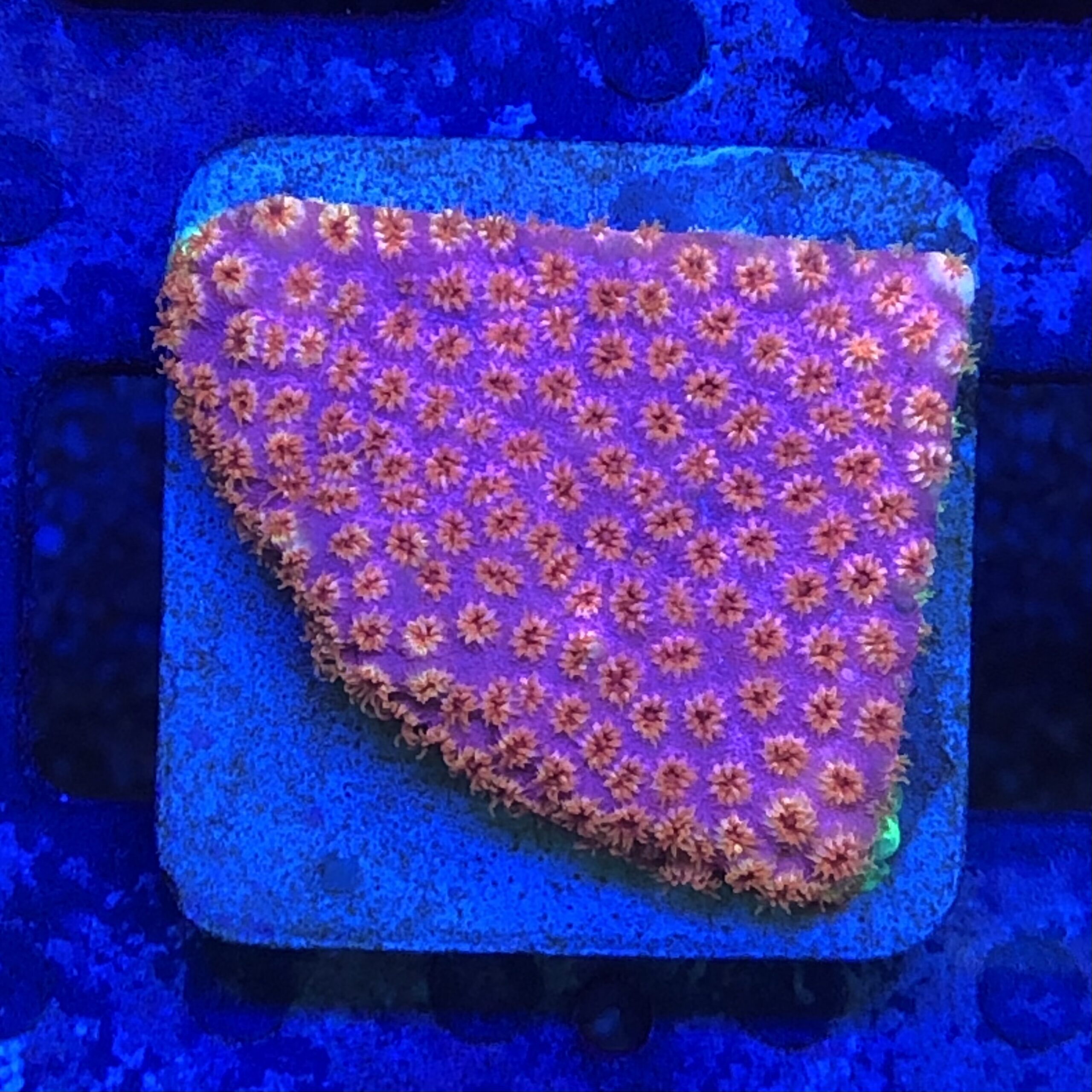 L228M Cyphastrea Four Colors M - Ocyan