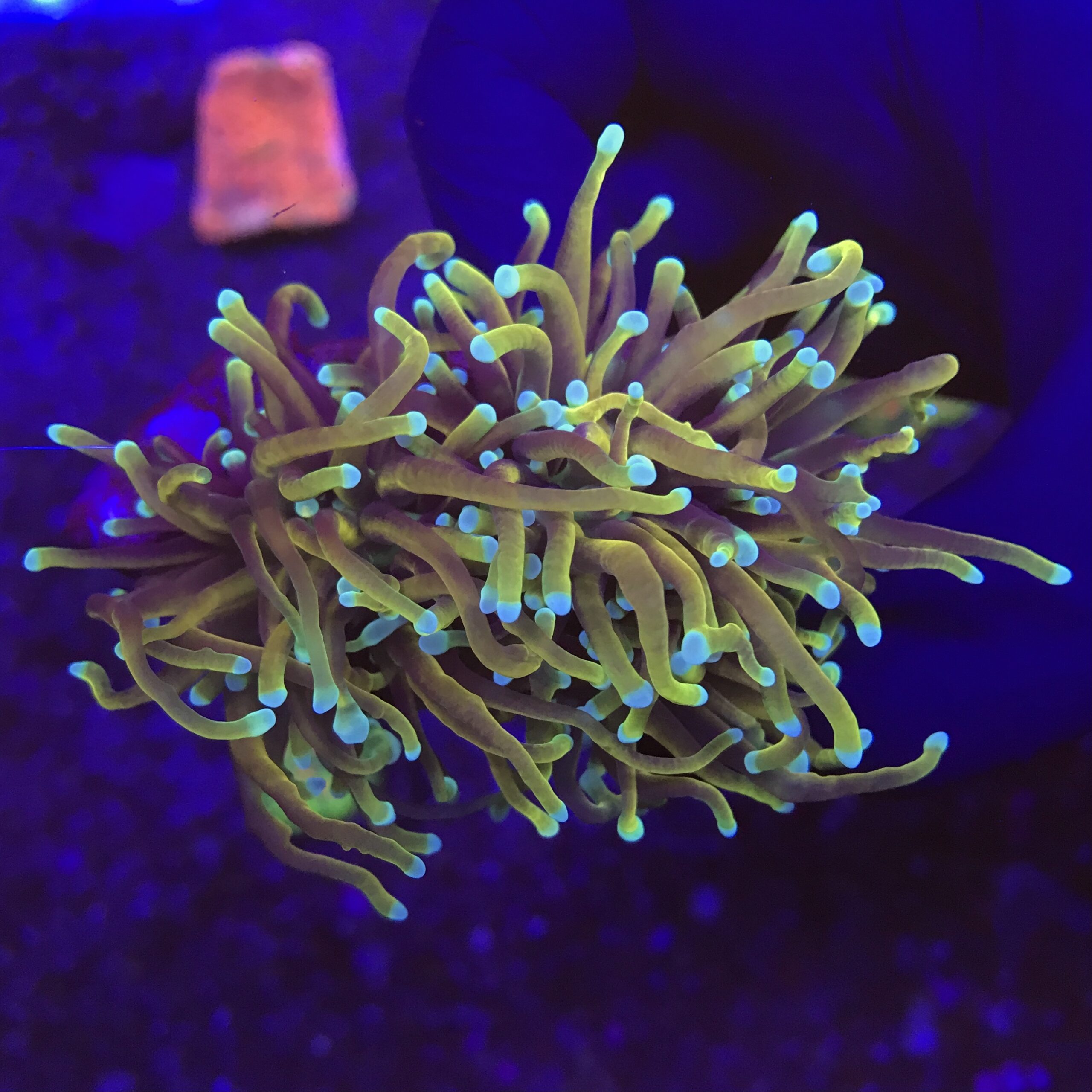 L235-2 Torch Gold 2 bocas - Ocyan