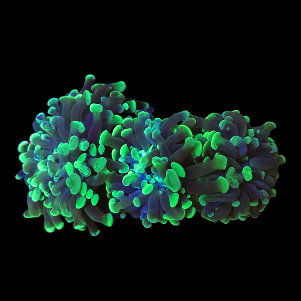 L219-3 Hammer Green 3 bocas - Ocyan