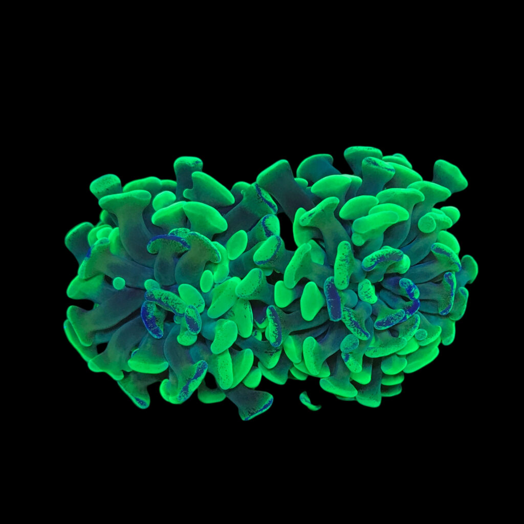 L219-2 Hammer Green 2 bocas - Ocyan