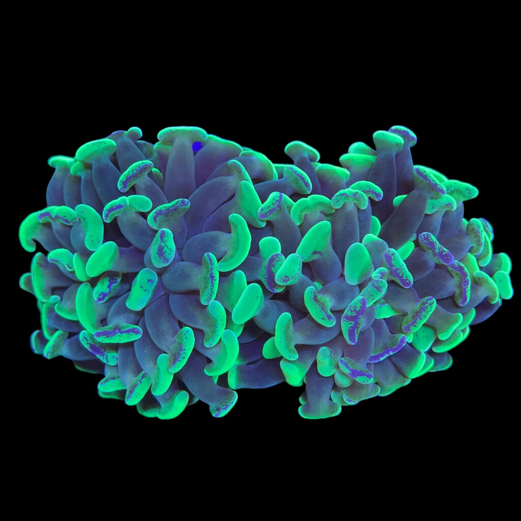 L219-2 Hammer Green 2 bocas - Ocyan