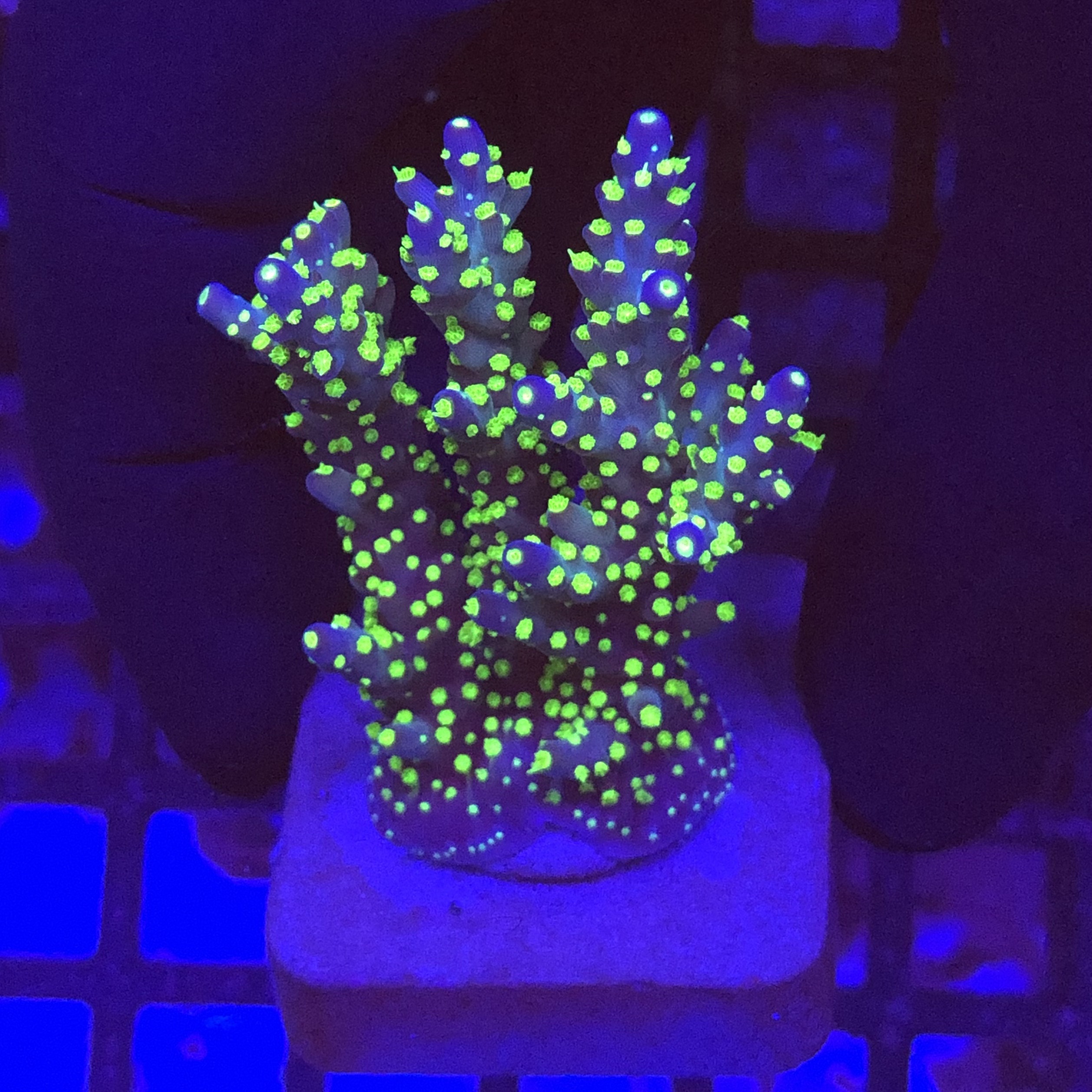 AC1134M Nana Purple Neon Polyps M - Ocyan