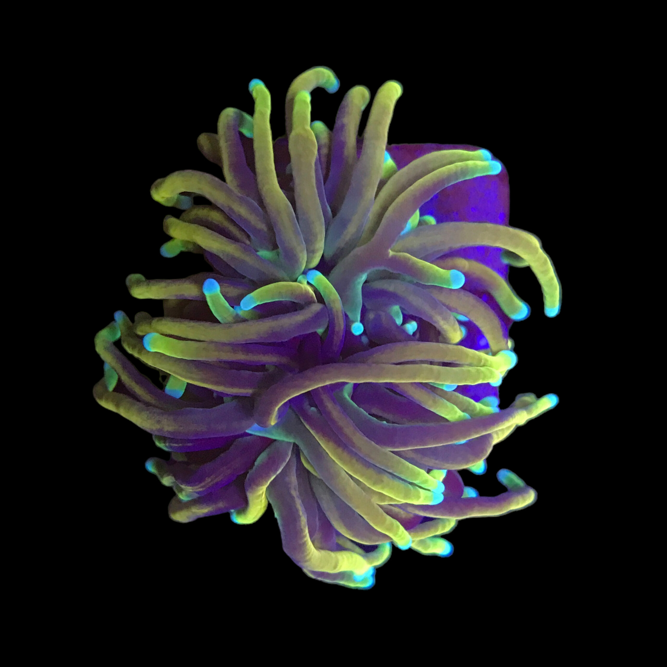 L240-1 Torch Gold 1 boca - Ocyan