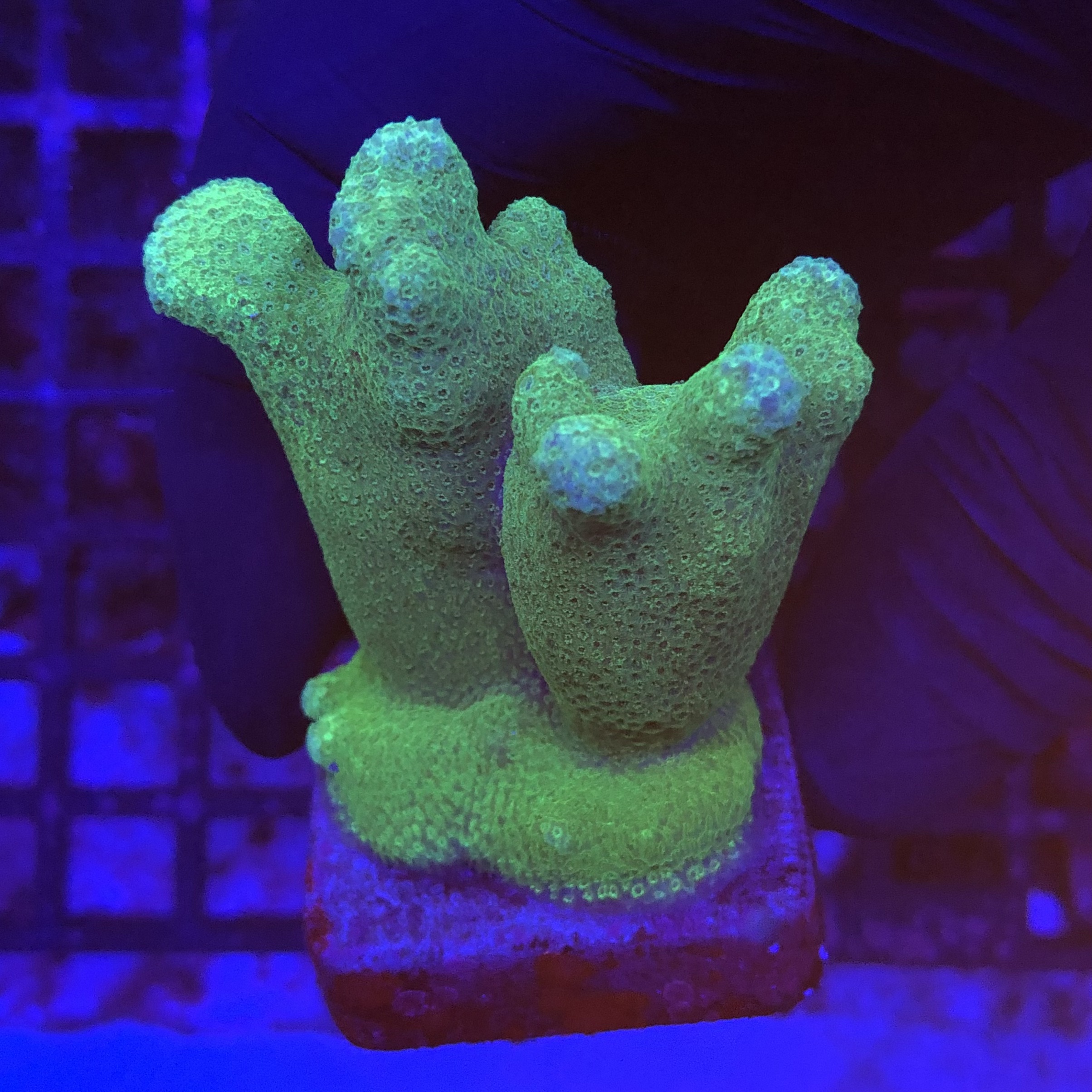 PR141M Porites Yellow M - Ocyan