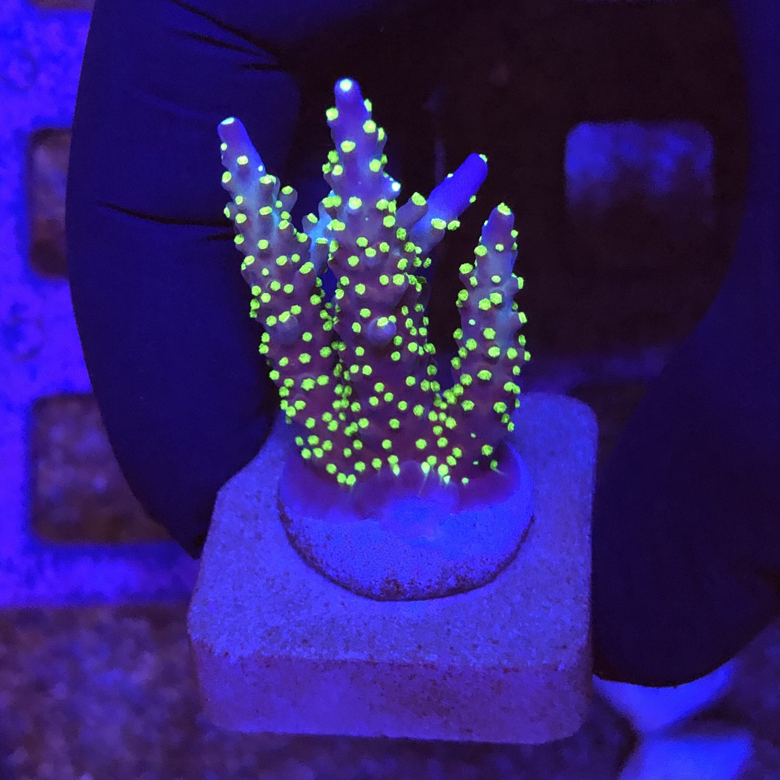 AC1134M Nana Purple Neon Polyps M - Ocyan