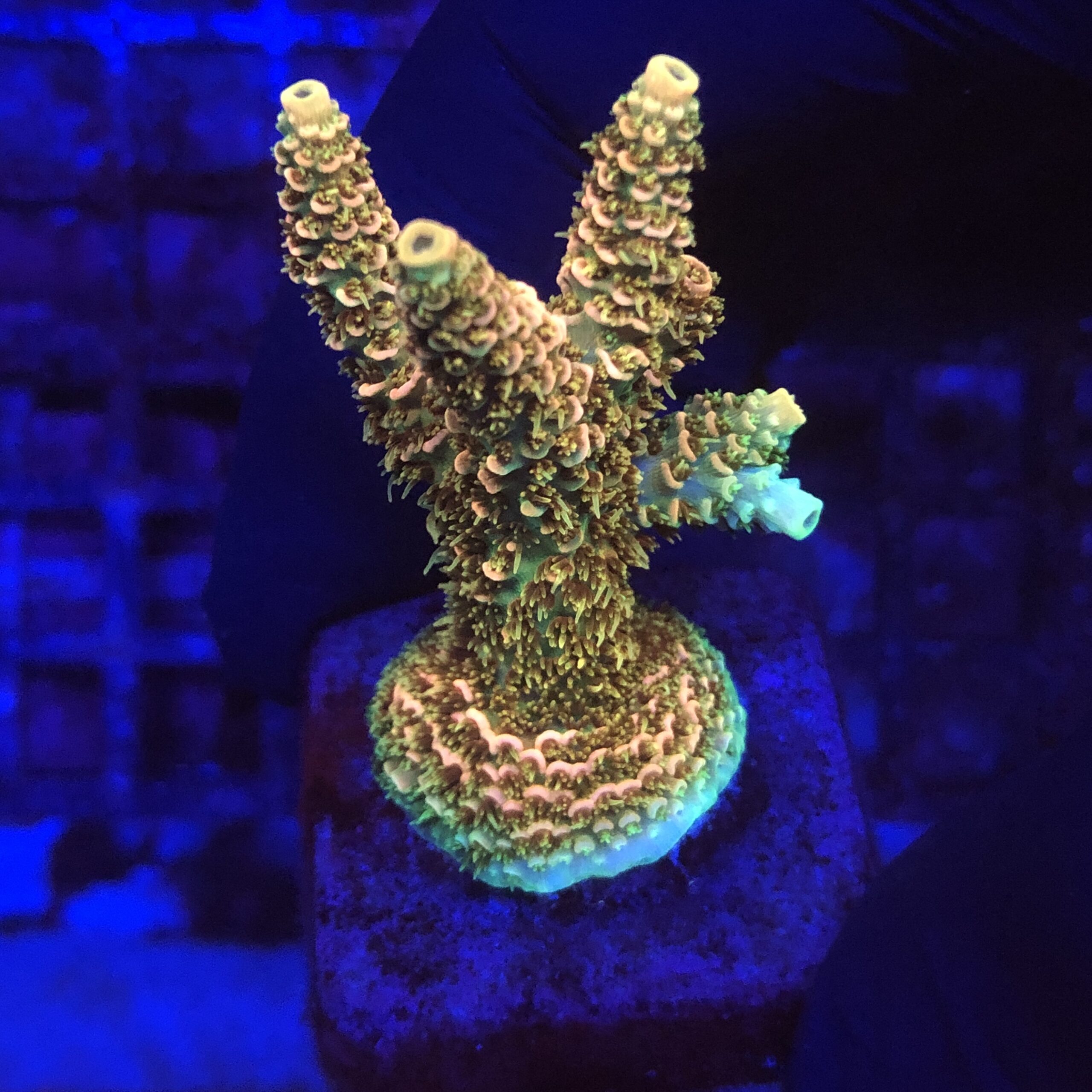 MI1132M Millepora Orange Yellow Tips M - Ocyan