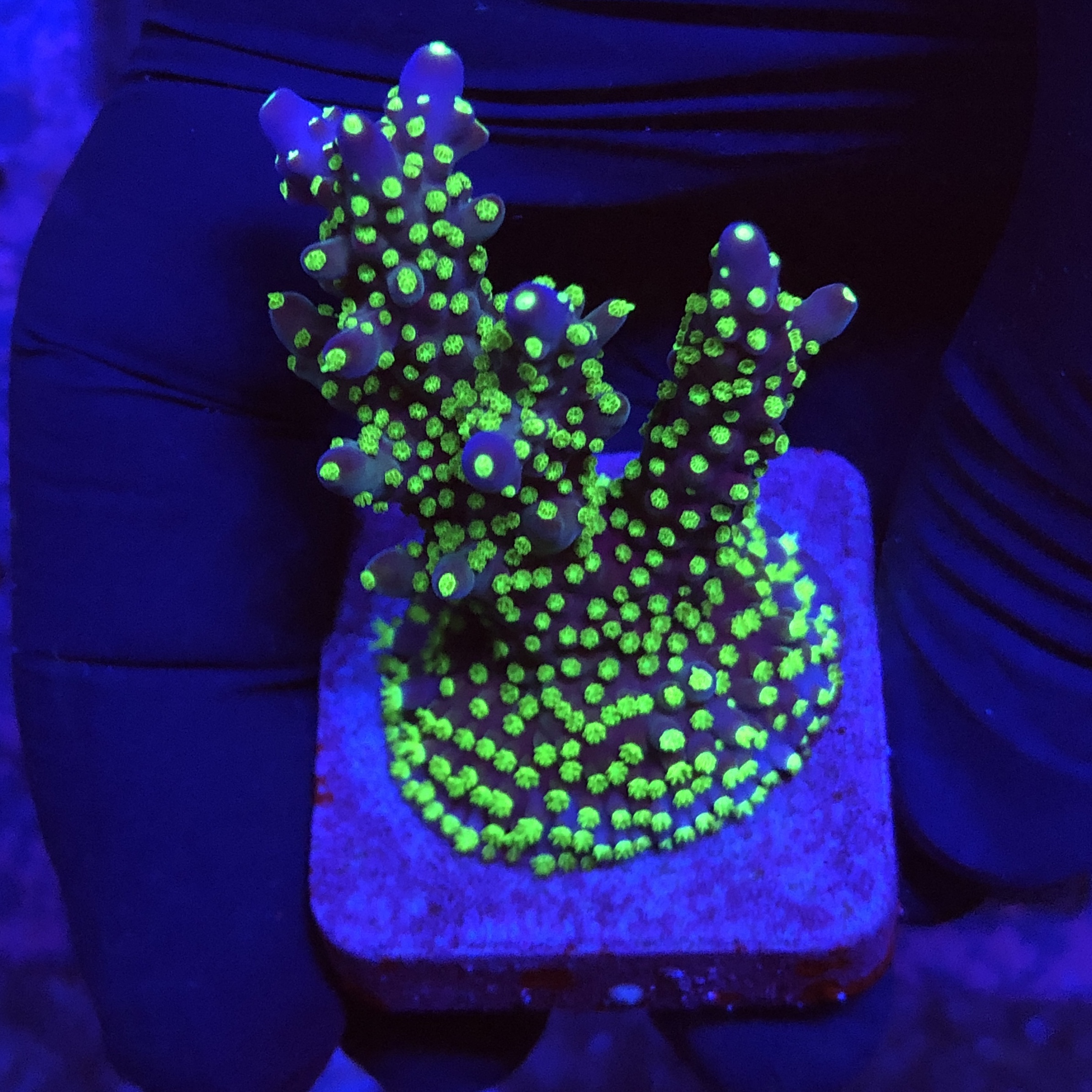 AC1134M Nana Purple Neon Polyps M - Ocyan