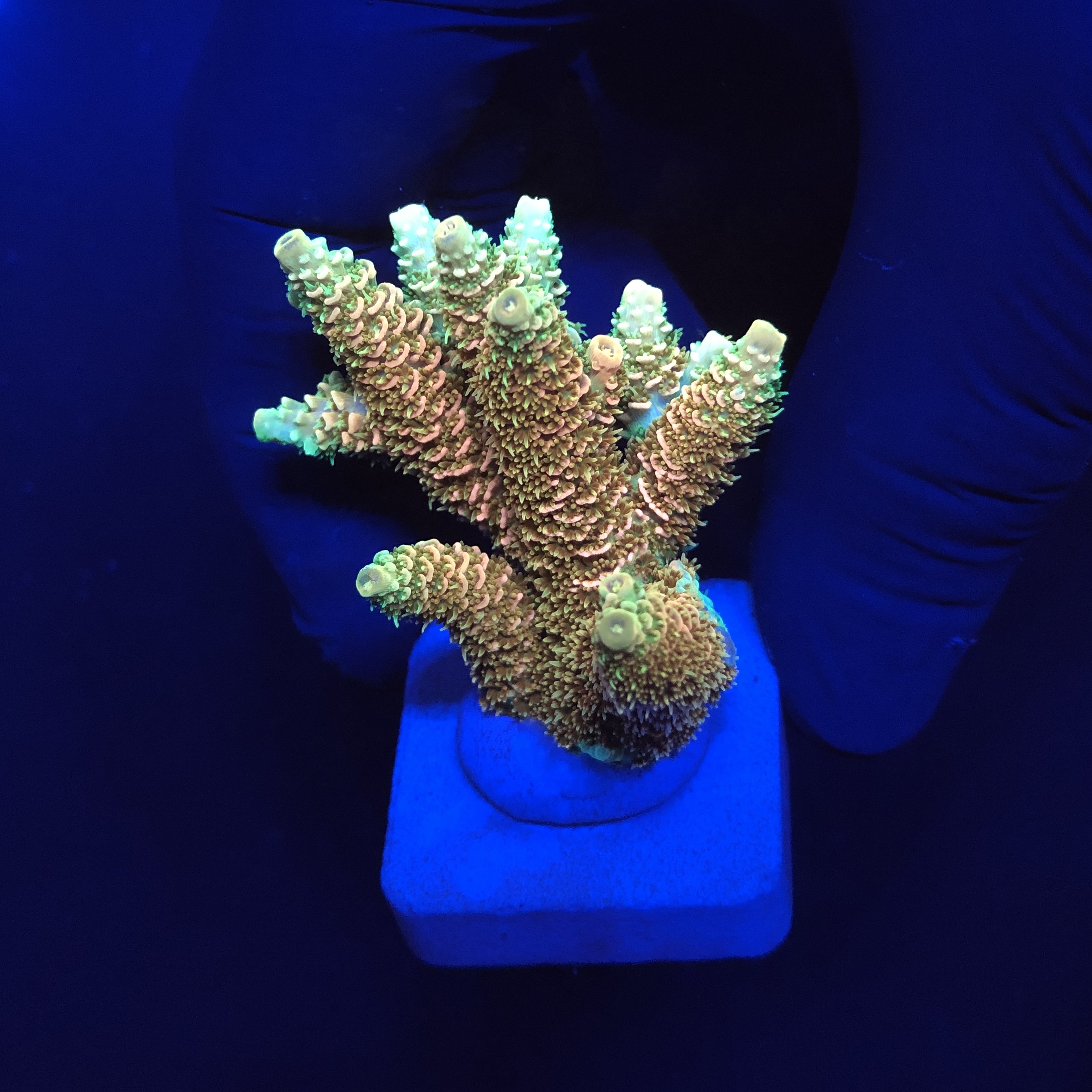 Millepora Orange Yellow Tips G - Ocyan